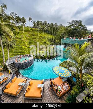 View of rice terraces and pool from cretya, Ubud, Bali, Indonesia Stock ...