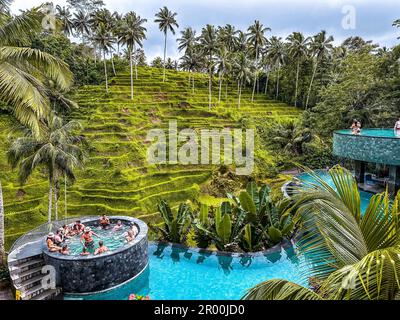 View of rice terraces and pool from cretya, Ubud, Bali, Indonesia Stock ...