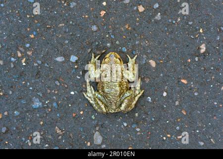 common toad on the asphalt road Stock Photo - Alamy