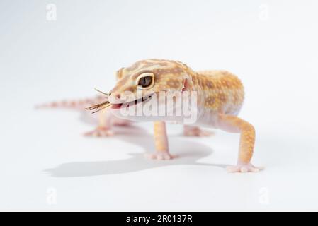 A yellow gecko lizard eating bug isolated on white background Stock ...