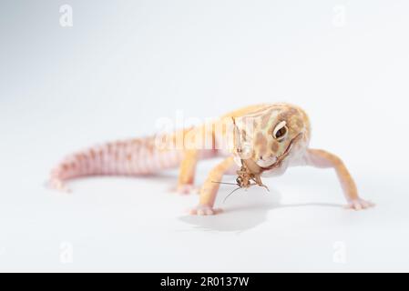A yellow gecko lizard eating bug isolated on white background Stock ...