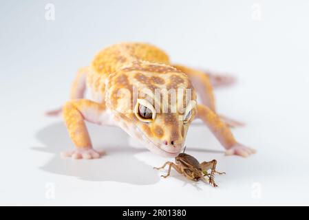 A yellow gecko lizard trying to catch bug isolated on white background ...