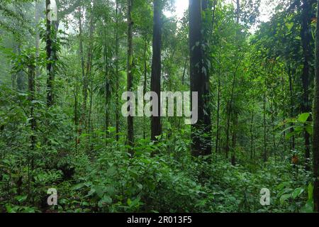 Interior of the Amazon rainforest in French Guiana. Primary rainforest ...