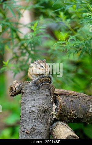 Cute chipmunks active in the forest Stock Photo - Alamy