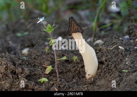The Morel mushroom Morchella semilibera growing in the forest Stock ...