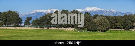 Typical traditional stone fence with oak hedge Stock Photo - Alamy