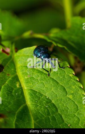 Peach weevil (Rhynchites bacchus) on the apple leaf. This insect is a ...
