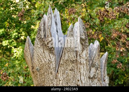 Dead tree with a standing trunk or monolith with deep coronet cuts on ...