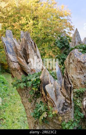 Dead tree with a standing trunk or monolith with deep coronet cuts on ...