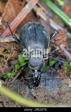 Snail hunter beetle (Cychrus caraboides). Ground beetle in family ...