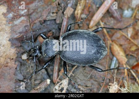 Snail hunter beetle (Cychrus caraboides). Ground beetle in family ...