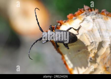 Weaver beetle (lamia textor). Found in a willow bush in south Poland ...