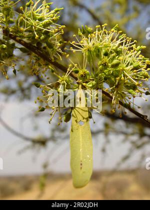 White trunk, Witgat tree, Shepherd's tree, Shepherd's tree Stock Photo ...