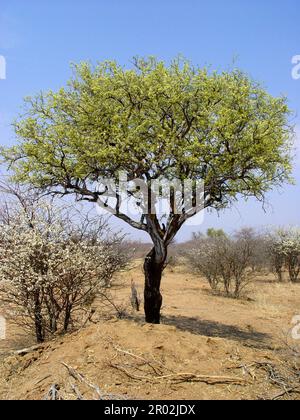 White trunk, Witgat tree, Shepherd's tree, Shepherd's tree Stock Photo ...