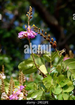 Zambezi Rhodesian Teak Stock Photo - Alamy