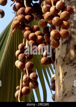 True Fan Palm, Plant Ivory Palm Stock Photo - Alamy
