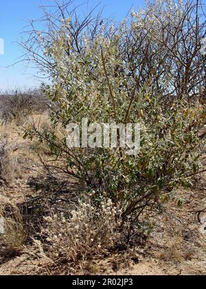 Camphor bush, death bush Stock Photo - Alamy