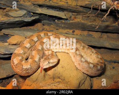 Arabian sand rattle viper Stock Photo - Alamy
