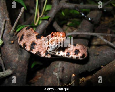 Red pygmy rattlesnake Stock Photo - Alamy
