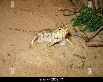 Southern spiny (agama Stock Photo - Alamy