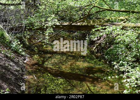 Fallen Tree across a Tiny River Stock Photo - Alamy