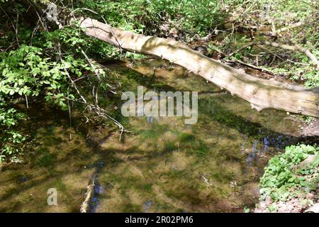 Fallen Tree across a Tiny River Stock Photo - Alamy