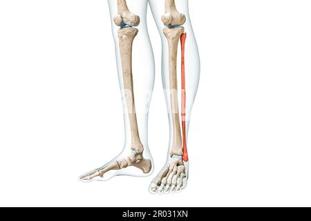 Human Fibula bone isolated on white background Stock Photo - Alamy
