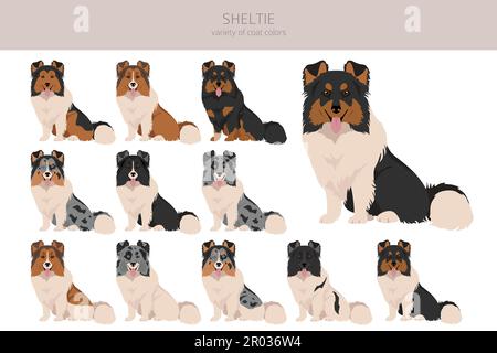 Sheltie, Shetland sheepdog clipart. Different poses, coat colors set ...