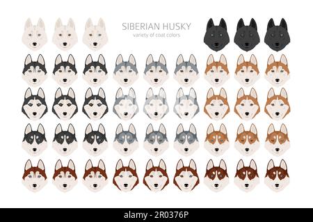Siberian Husky clipart. All coat colors set. All dog breeds ...