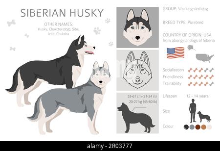 Siberian Husky clipart. All coat colors set. All dog breeds ...
