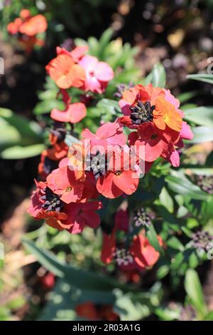 Pretty wallflowers or Erysimum Cheiri, growing in spring sunshine, in ...