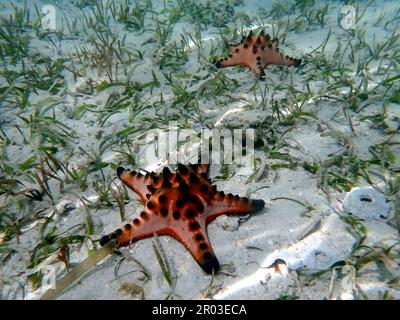 underwater world in moalboal on cebu island - colorful starfish Stock ...