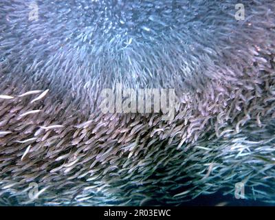 Sardine Run on a reef in Moalboal, Cebu, Philippines on February 2025 ...