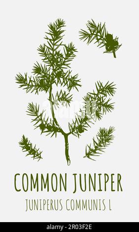 Juniper branch line illustration. botanical illustration Stock Photo ...