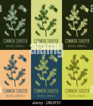 Juniper branch line illustration. botanical illustration Stock Photo ...