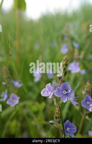 Horizontal macro of a bright blue Veronica flower spike with yellow ...
