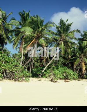 coconut palm trees Stock Photo - Alamy