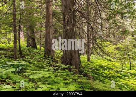Ancient Forest, Fraser River Valley near Prince George, British ...