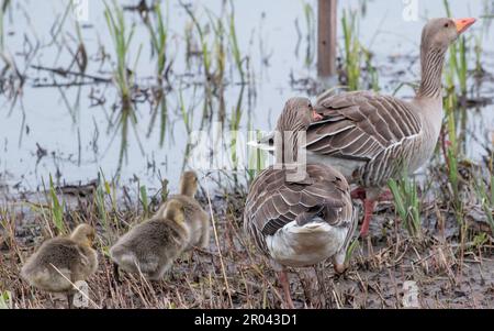 Gray Groose parents protecting their children Stock Photo - Alamy