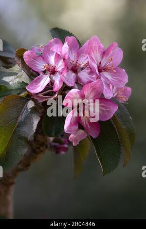 Closeup Of Flowers Of Crabapple Malus Laura In A Garden In Spring