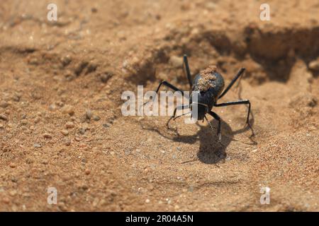 Fog basking Tenebrionid beetle, Onymacris unguicularis, collecting ...