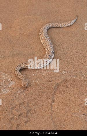 sidewinder snake in the Namib Desert Stock Photo - Alamy