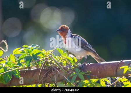 Red-cowled Cardinal bird (Paroaria dominicana Stock Photo - Alamy