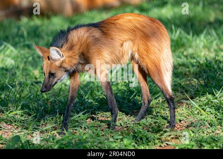 Guará wolf (Chrysocyon brachyurus) one of the rarest wolves in the ...