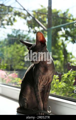 Adorable black Sphinx cat sitting on windowsill indoors Stock Photo - Alamy