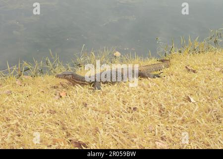 infrared image of the Asian water monitor lizard by the lake Stock ...