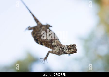 Flying lizard Draco volans Agamidae male with his gular flap and wings ...