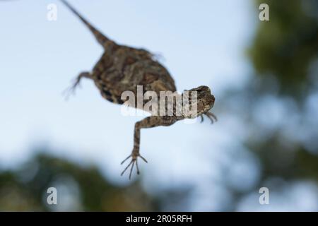 Flying lizard Draco volans Agamidae male with his gular flap and wings ...