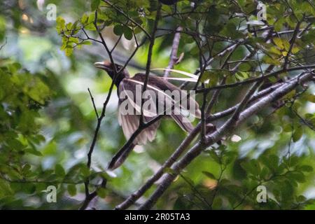 Wallace's Standardwing Bird of Paradise (Semioptera wallacei) male at ...
