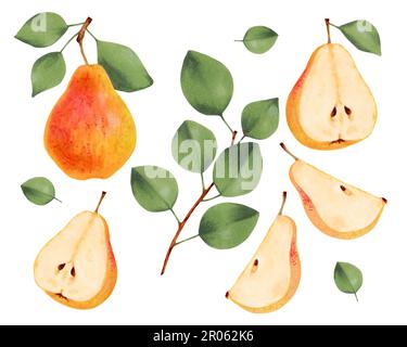 Yellow pear with leaves and flowers watercolor hand drawn illustration ...
